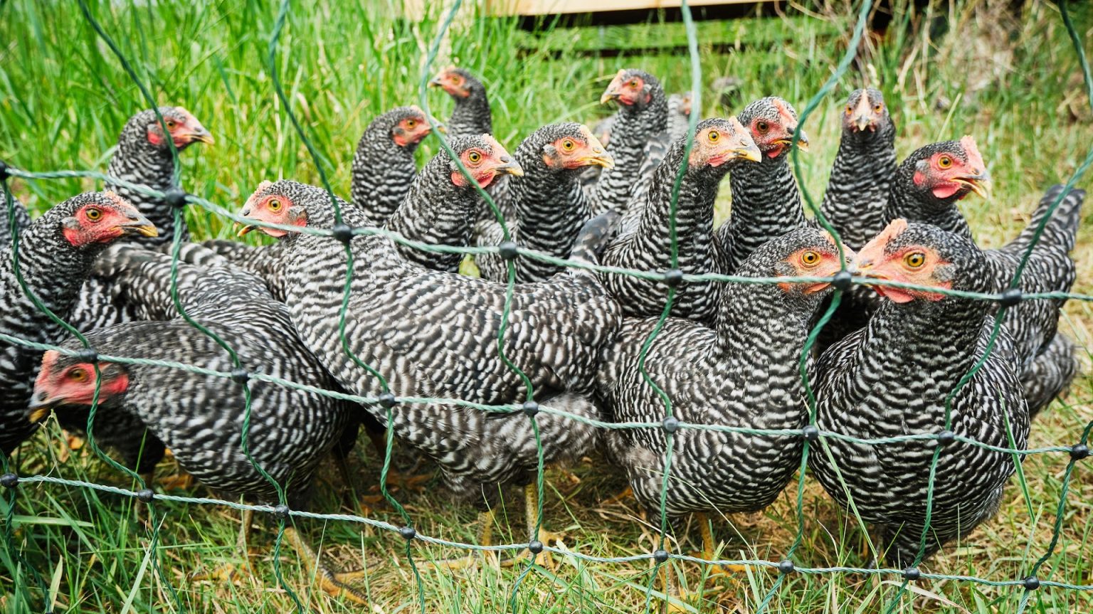 Join Our CSA – Holcomb Farm