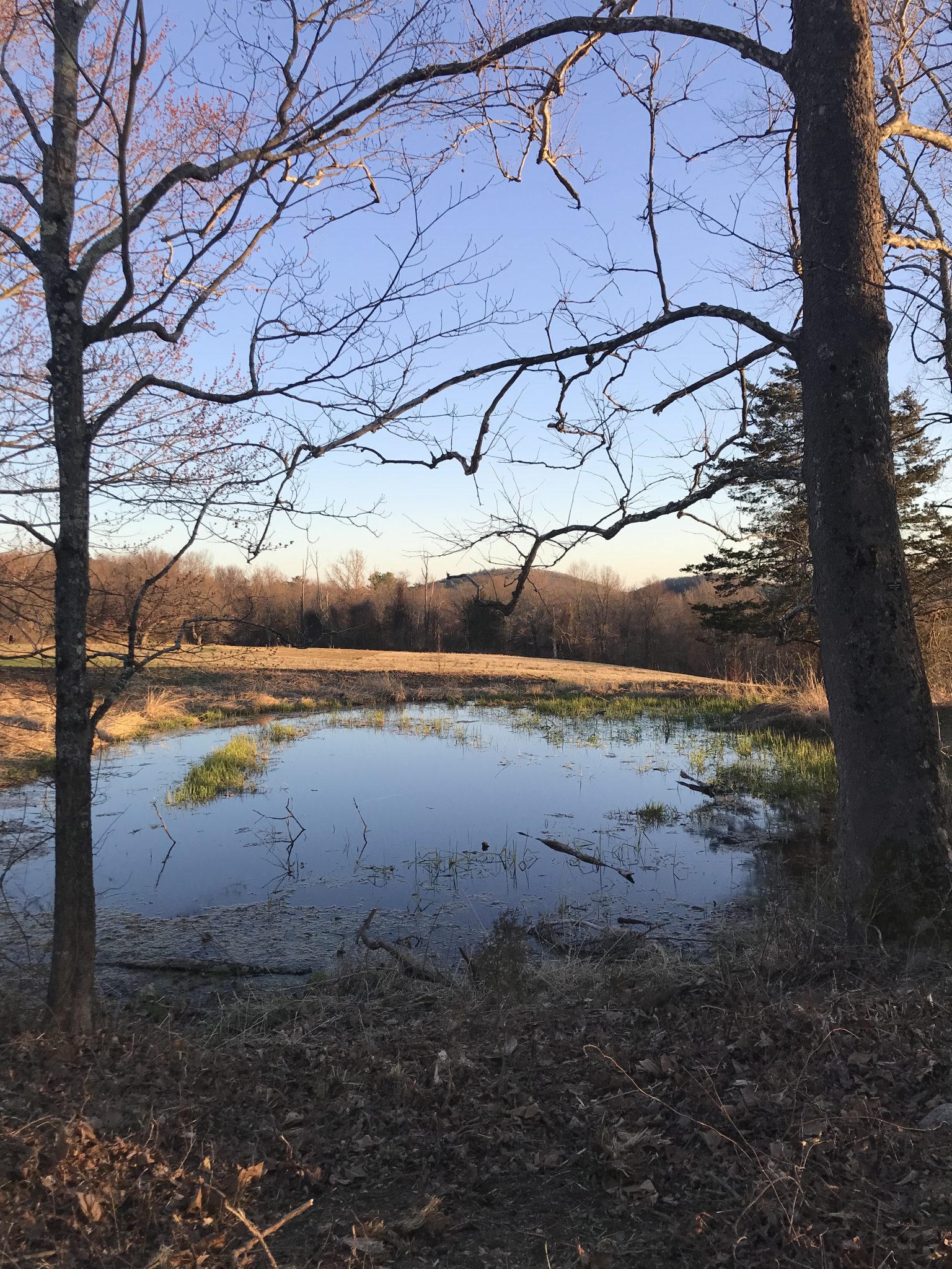 Invasive Removal – The Battle Continues – Holcomb Farm