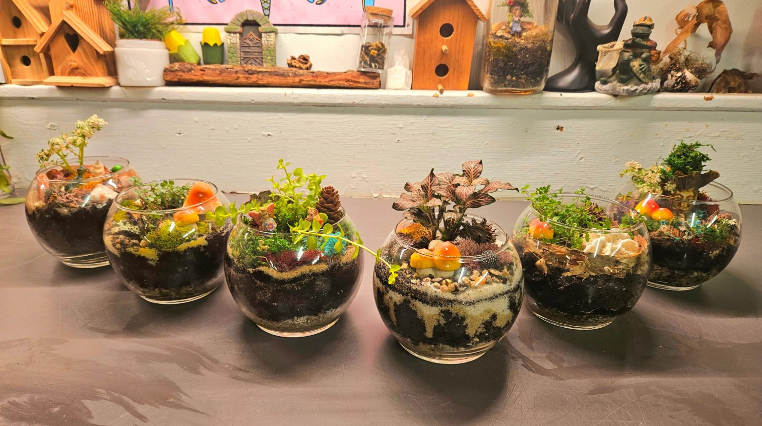 🌿Build Your Own Terrarium with MossLife🌿 – Holcomb Farm